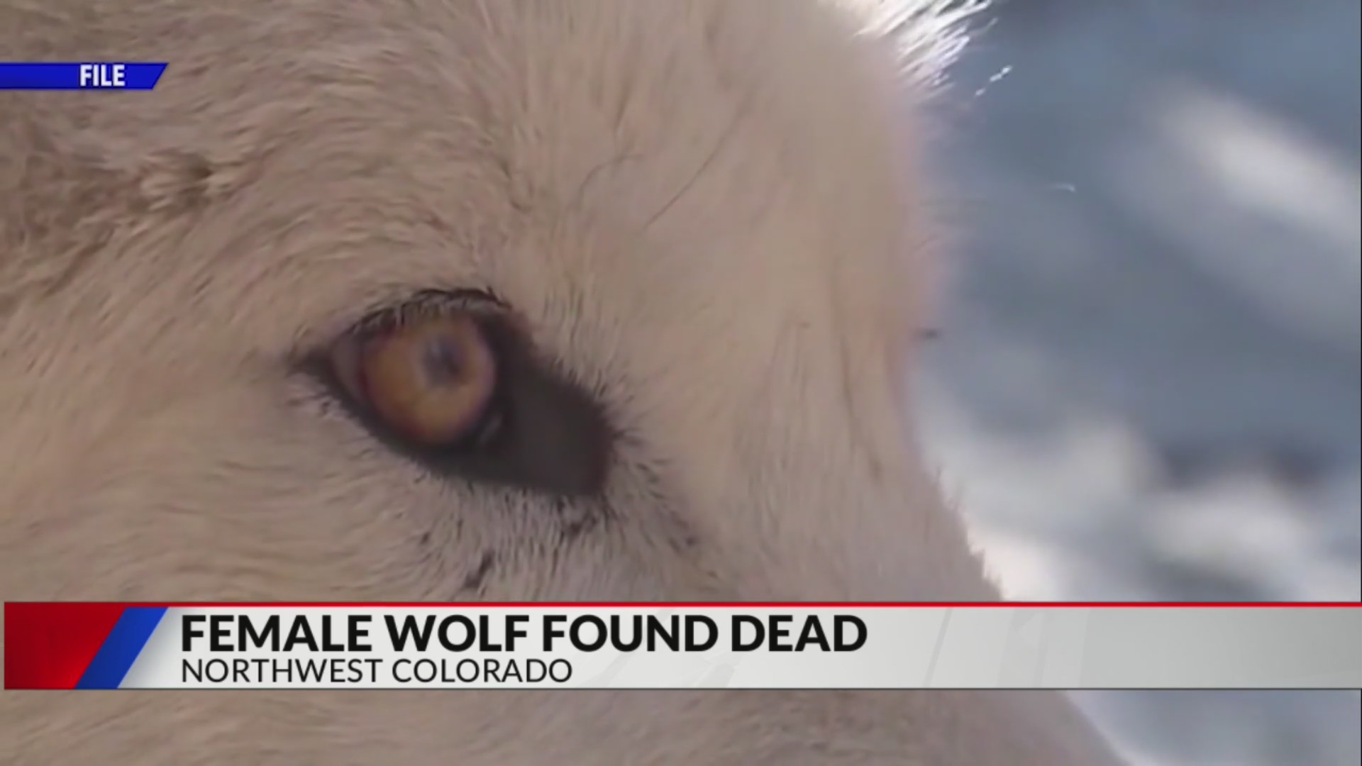 Female wolf brought from Canada found dead in northwest Colorado
