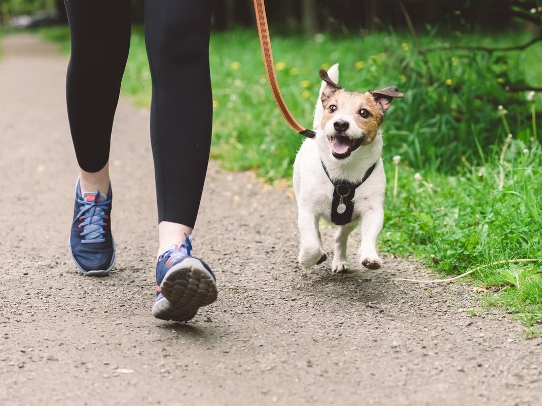 Hinsdale may lift dog ban in local parks