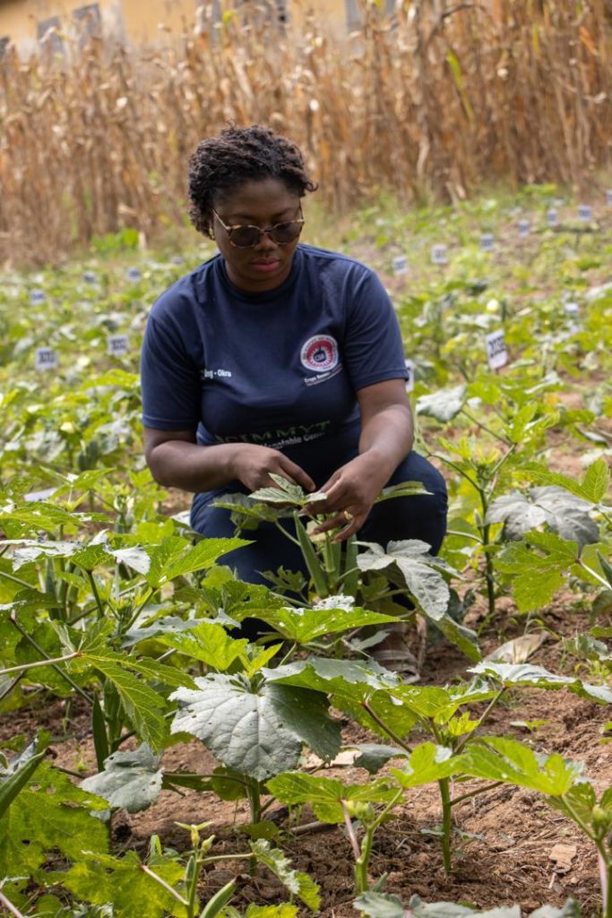 Stakeholders shape future of okra as VACS conducts PVS in Adaklu-Waya