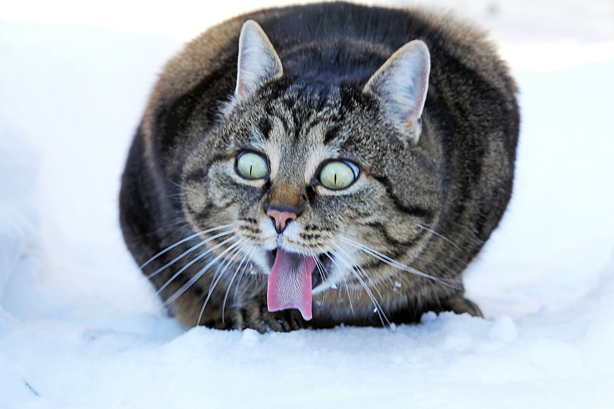 Indoor cat thought he was brave enough for snow until the first paw hit