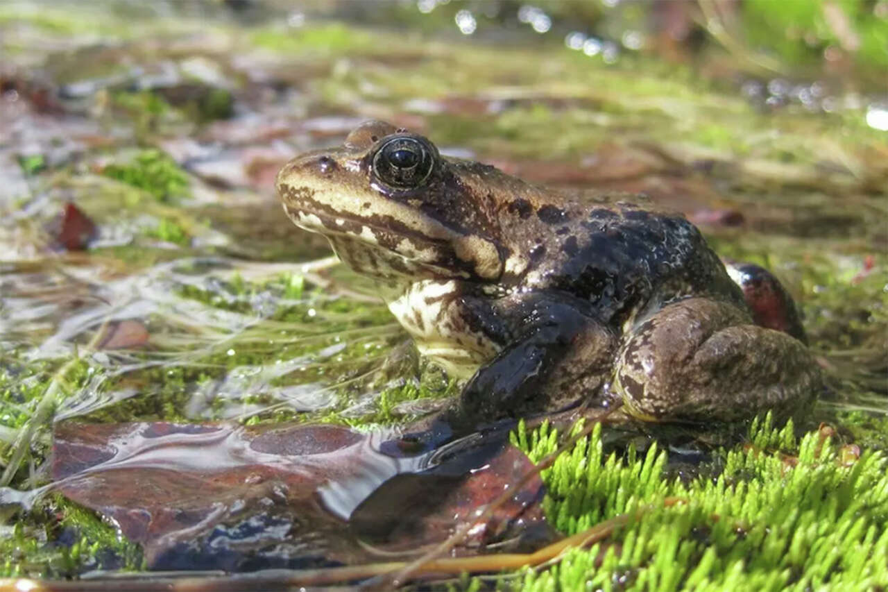 The fight to bring a lost frog species back to Lassen Volcanic National ...