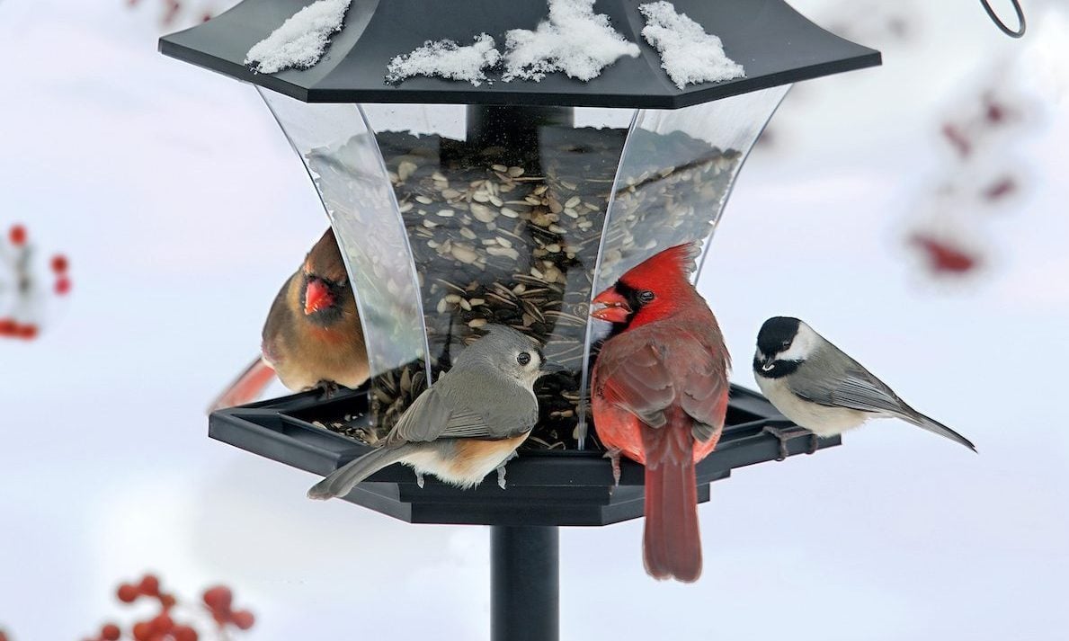 Why do birds flock together in winter?