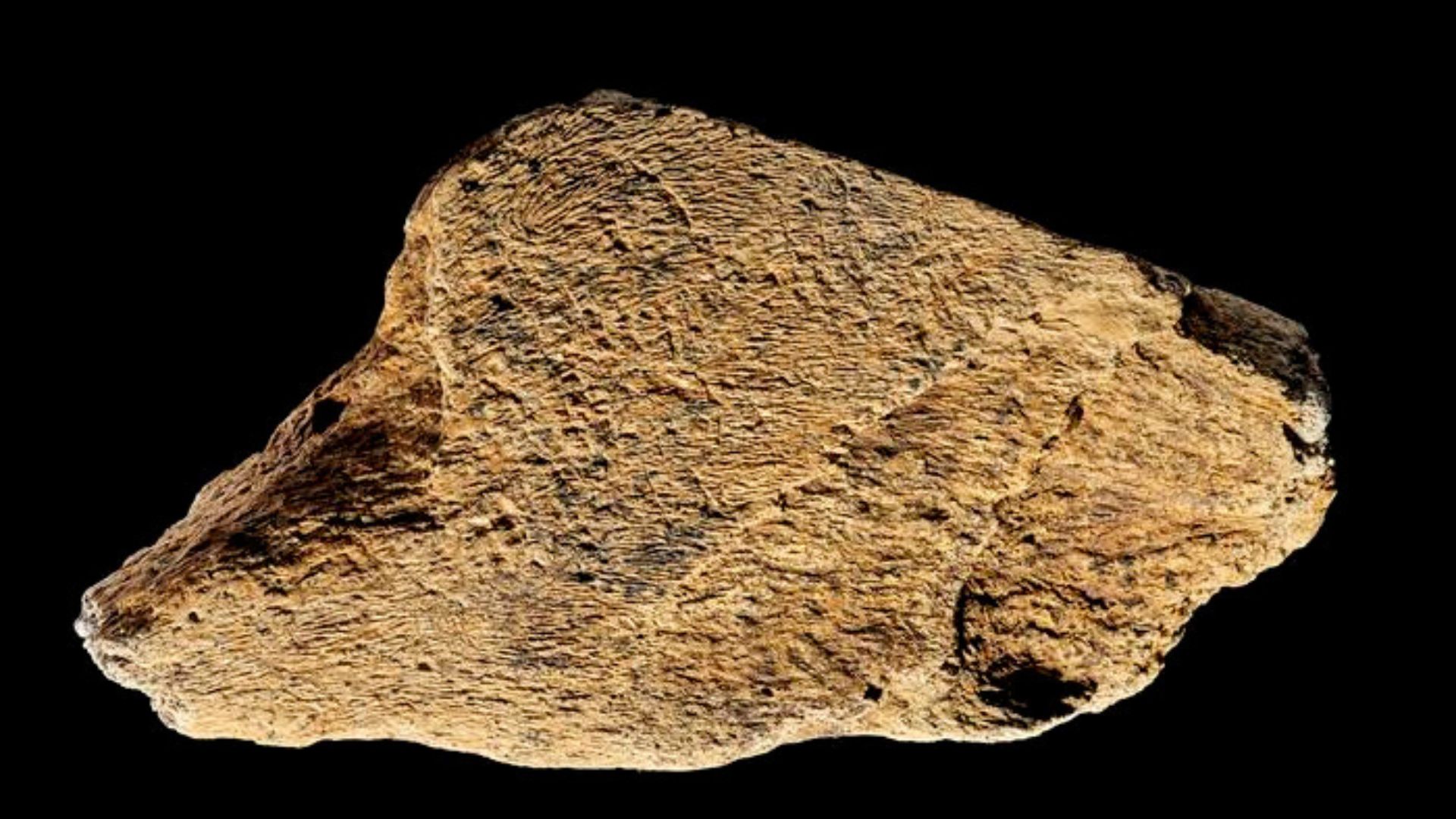500,000-year-old elephant bone hammer discovered in England reveals ...