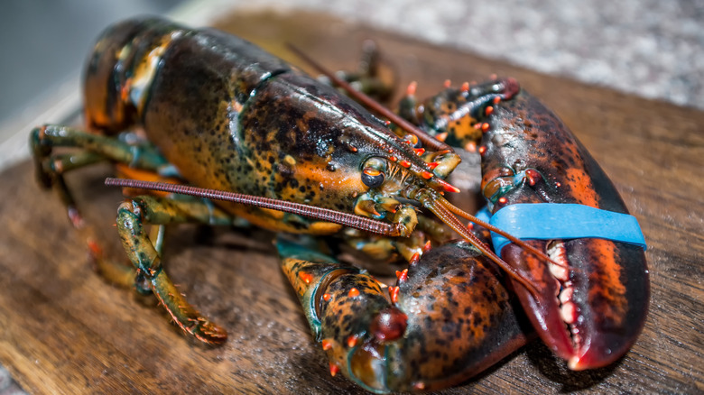 9 tips you need when cooking fresh lobster