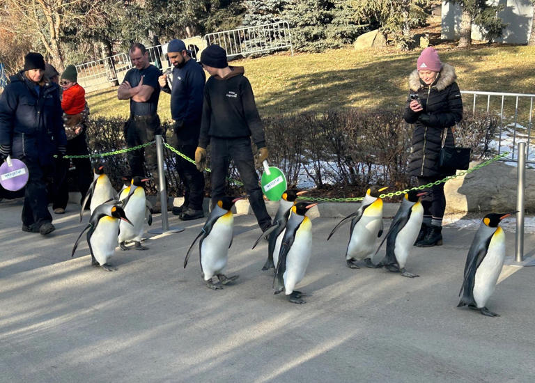 Slow and steady: Calgary Zoo marking 14 years of king penguin walk