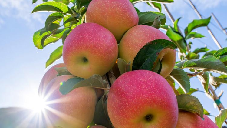 WSU to introduce new apple variety, Sunflare