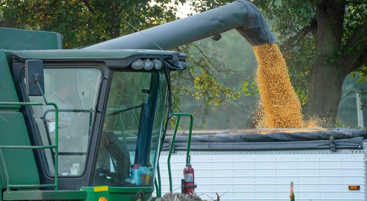 Sepolto vivo da un carico di mais, muore camonionista di 30 anni: la ...