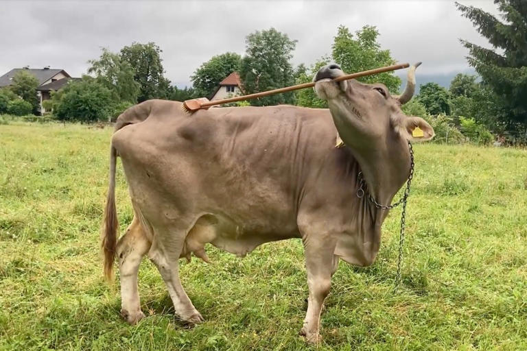 A cow named Veronika shocked scientists with a new skill — proving they ...