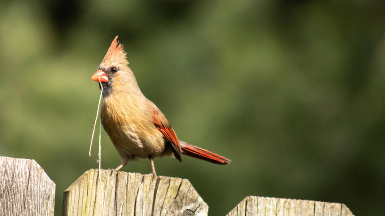 Attract cardinals to your yard with this simple winter trick (no bird ...