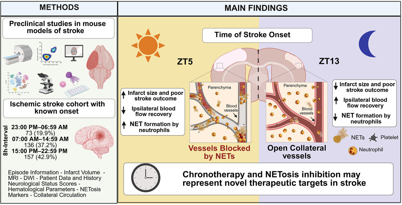 Body's internal clock shapes stroke severity and treatment response ...