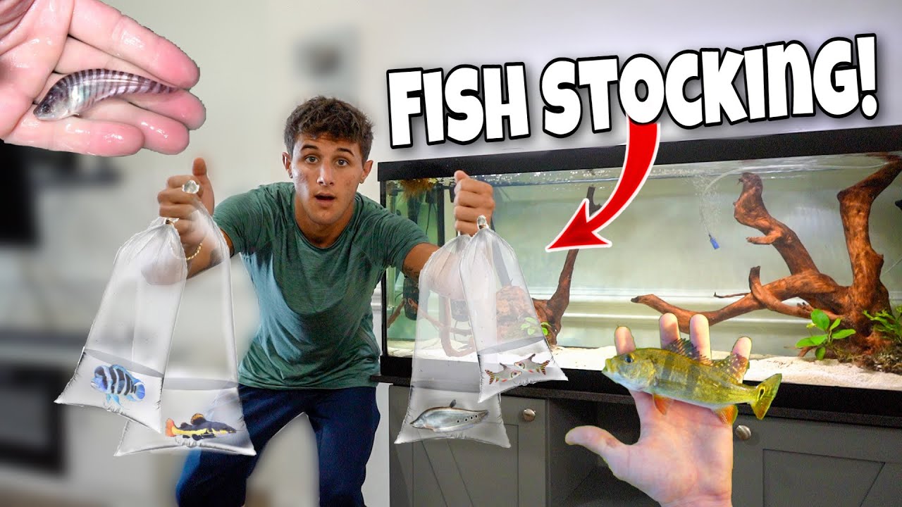 Stocking my aquarium with new exotic fish! Fish shopping spree