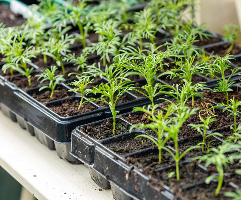 An expert gardener reveals his essential steps to successful early ...