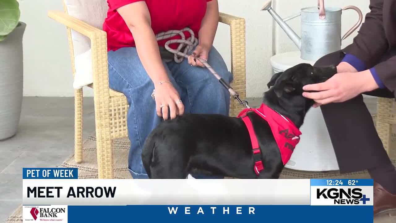 Pet of the week: Meet Arrow!