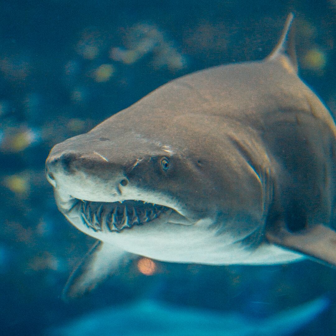 NC Aquarium at Fort Fisher relocates two sand tiger sharks to larger ...