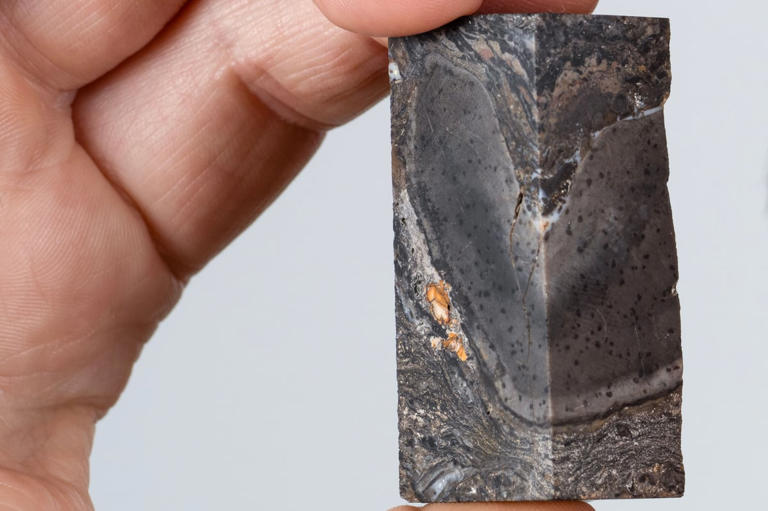 Fossil of dead-end branch of life which became extinct to go on display