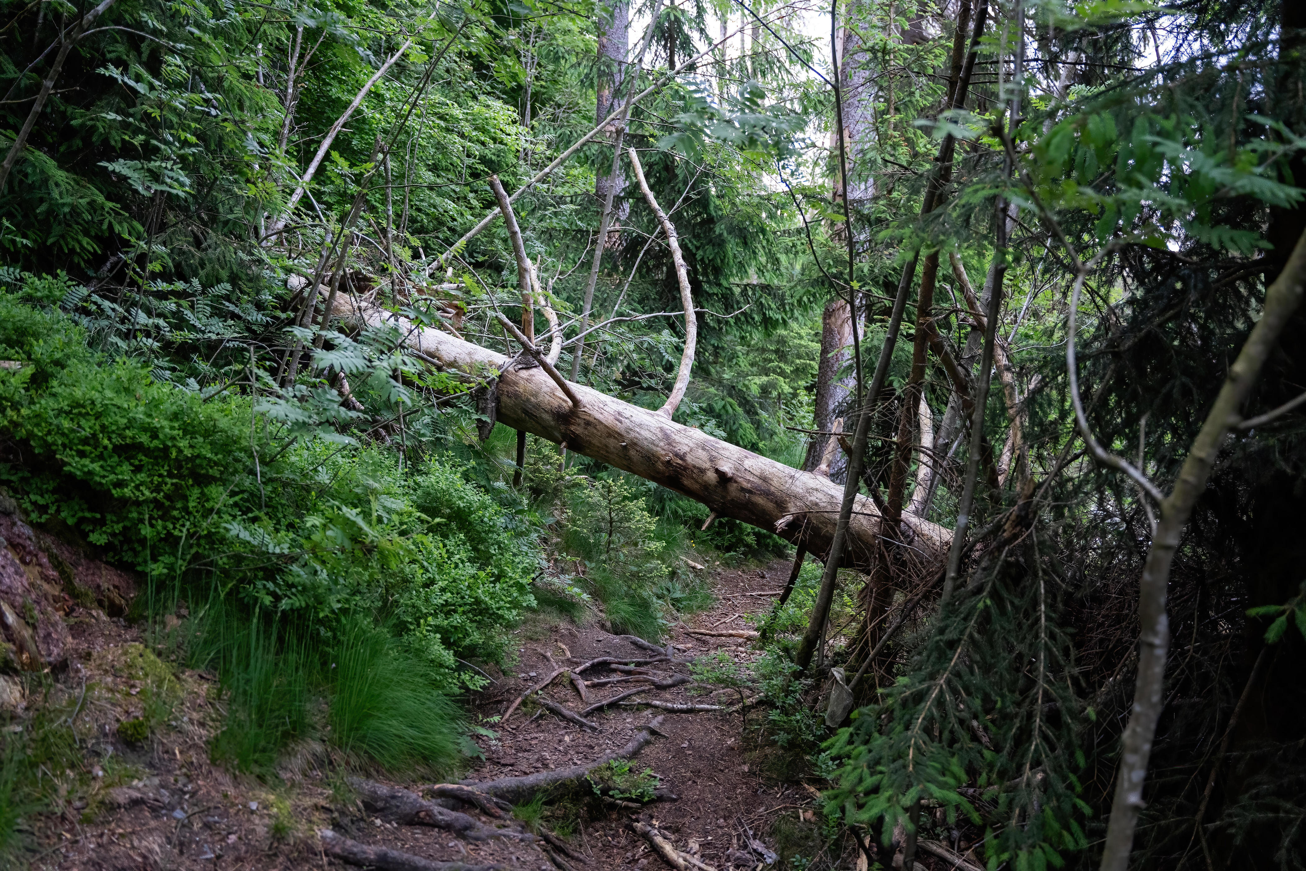Two hikers killed after tree fell on popular trail in national forest
