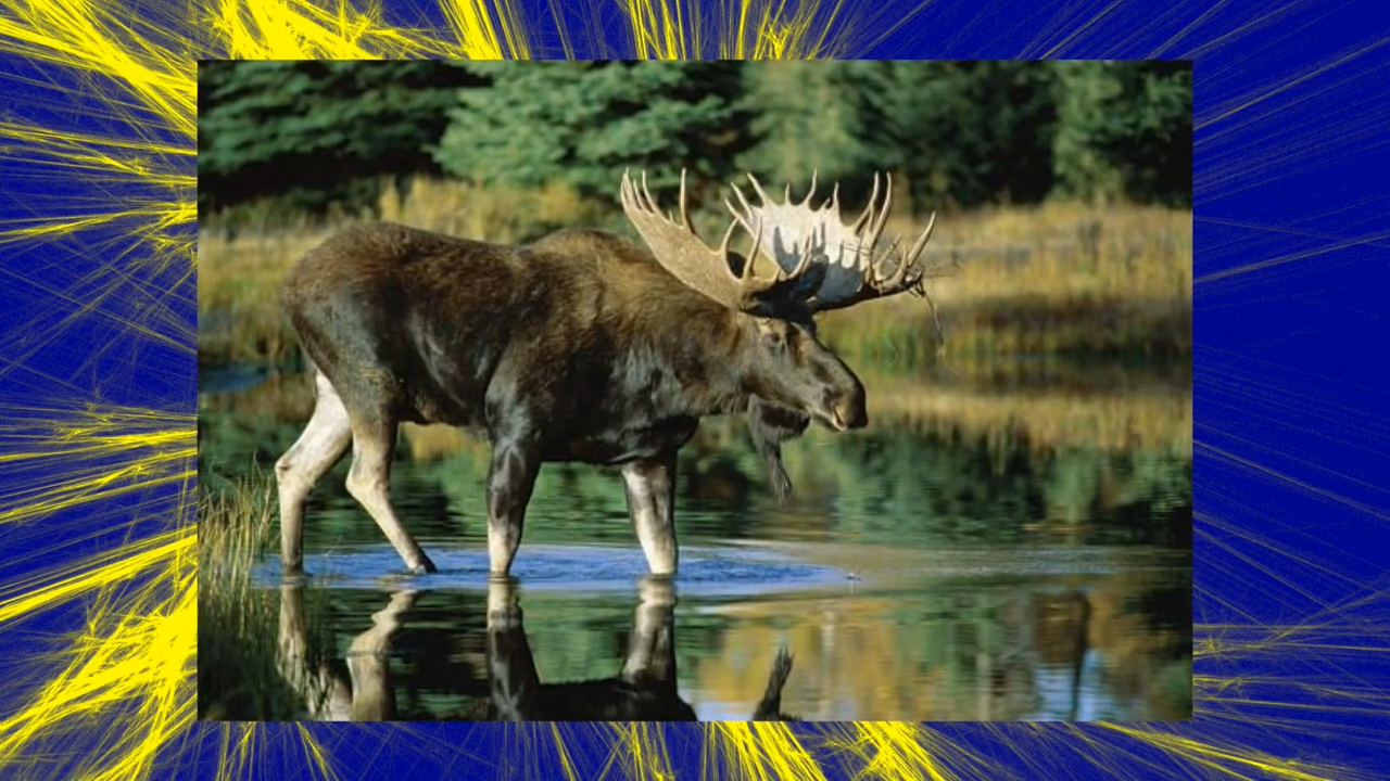 10 animals perfect for Pokémon adaptations