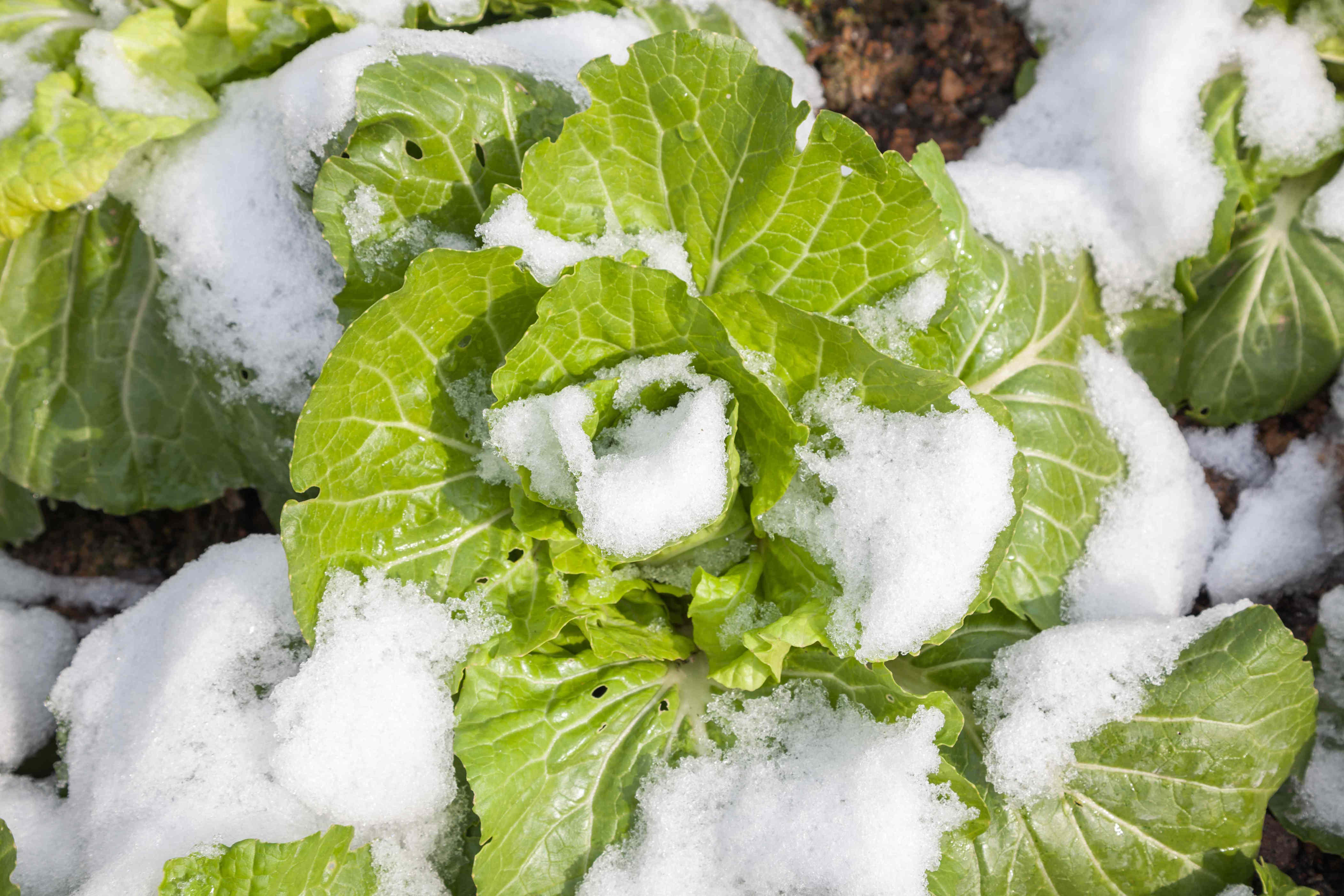 9 seeds you should start in January for your best spring garden ever