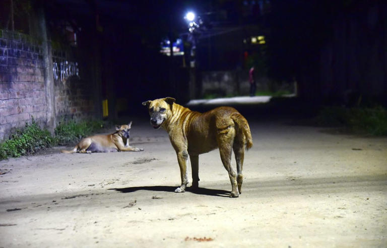 Les 60 millions de chiens errants indiens ne font plus trop les ...