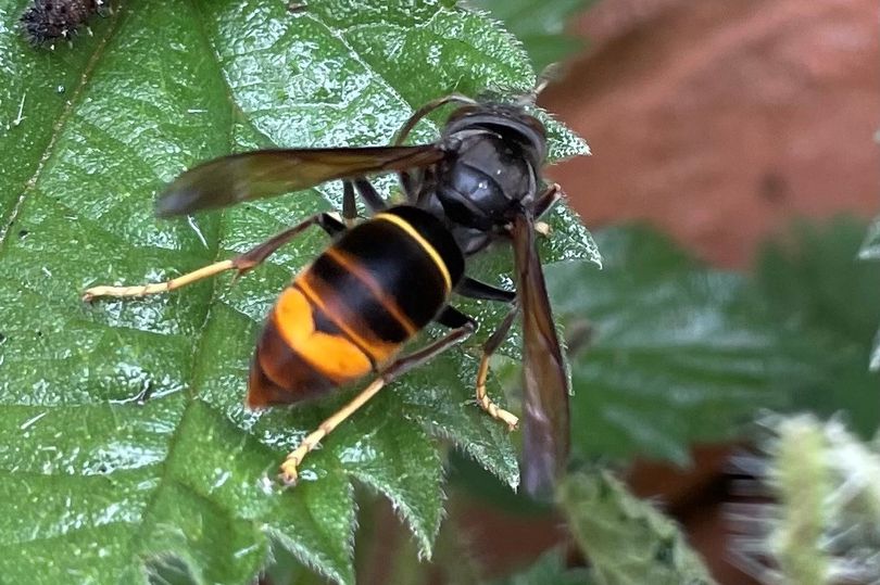 UK facing Asian hornet explosion as killer insects spread across the ...