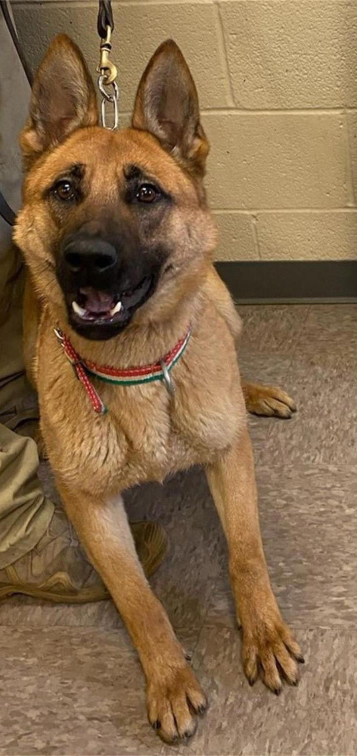 Minneapolis dog kennel worker scribbles anti-ICE message on Border ...
