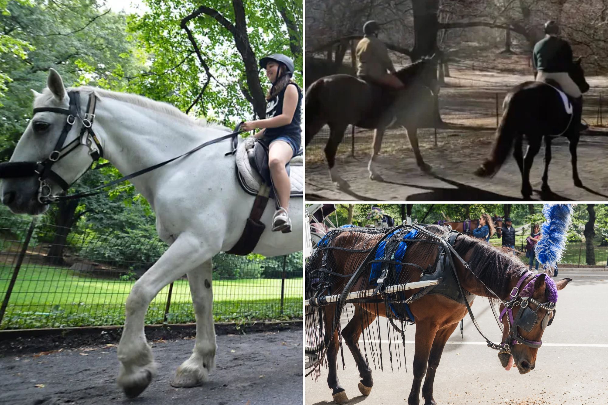Horseback riding coming back to Central Park — even as activists work ...