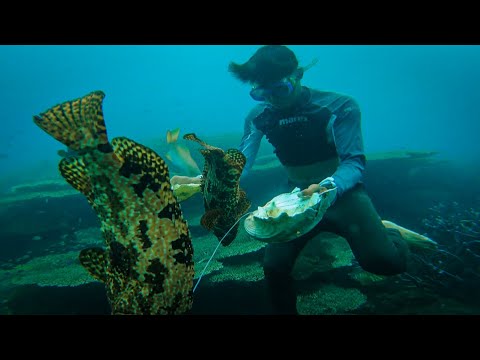 Hunting grouper using a giant clam shell