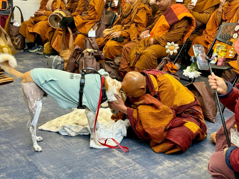 Aloka could be back with monks in matter of days after leg surgery ...