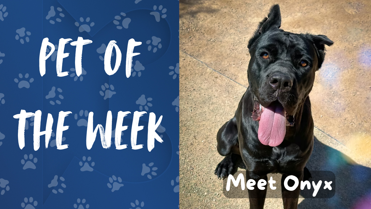 Pet of the week: Meet Onyx
