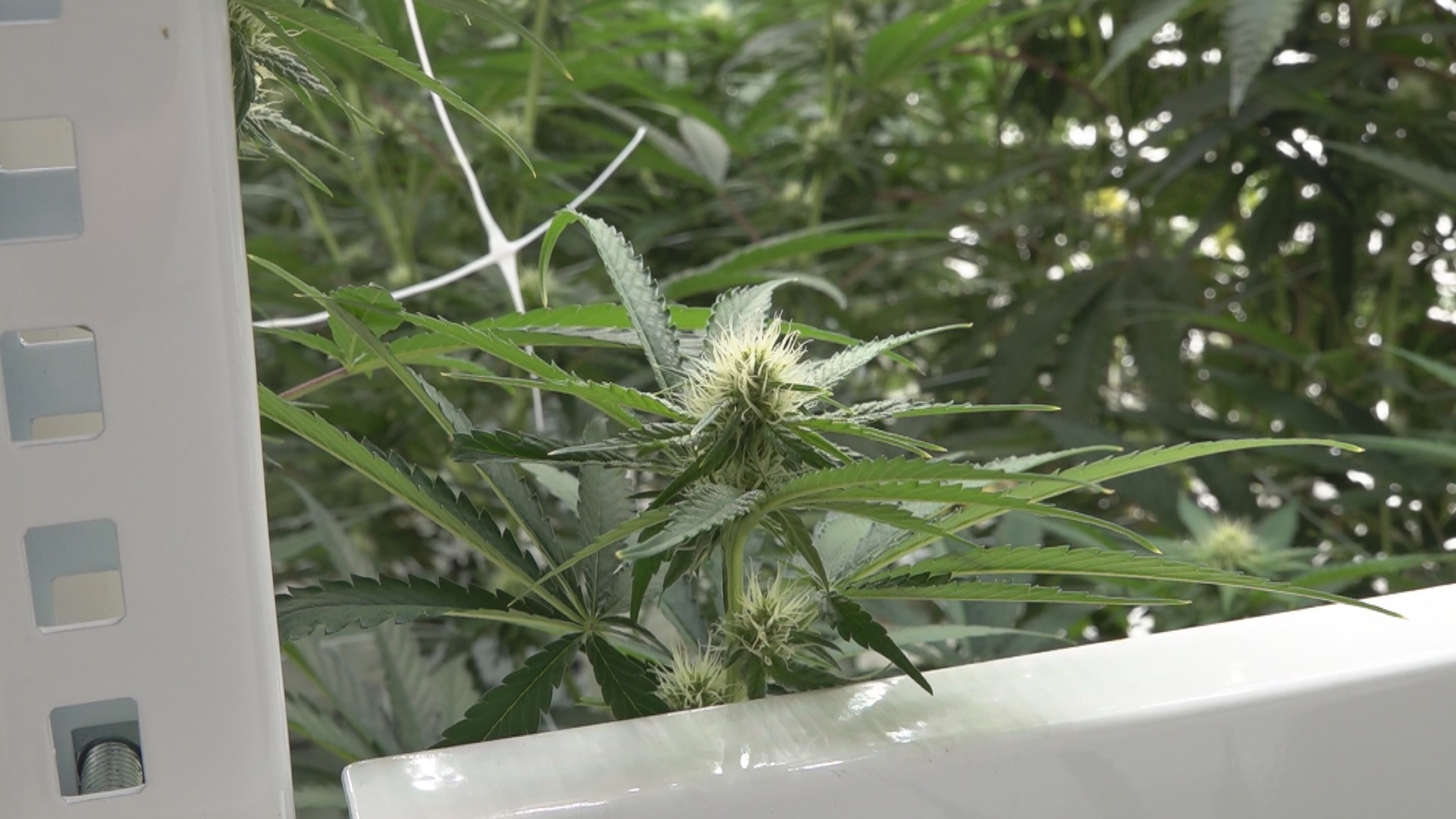 Georgia bill would ban police from searching cars based on marijuana ...