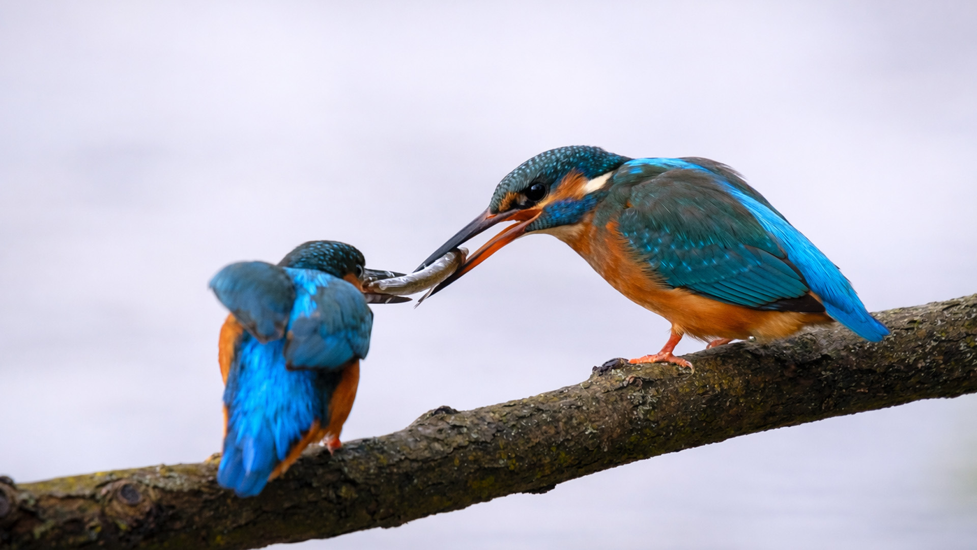 I captured two kingfishers sharing a fish