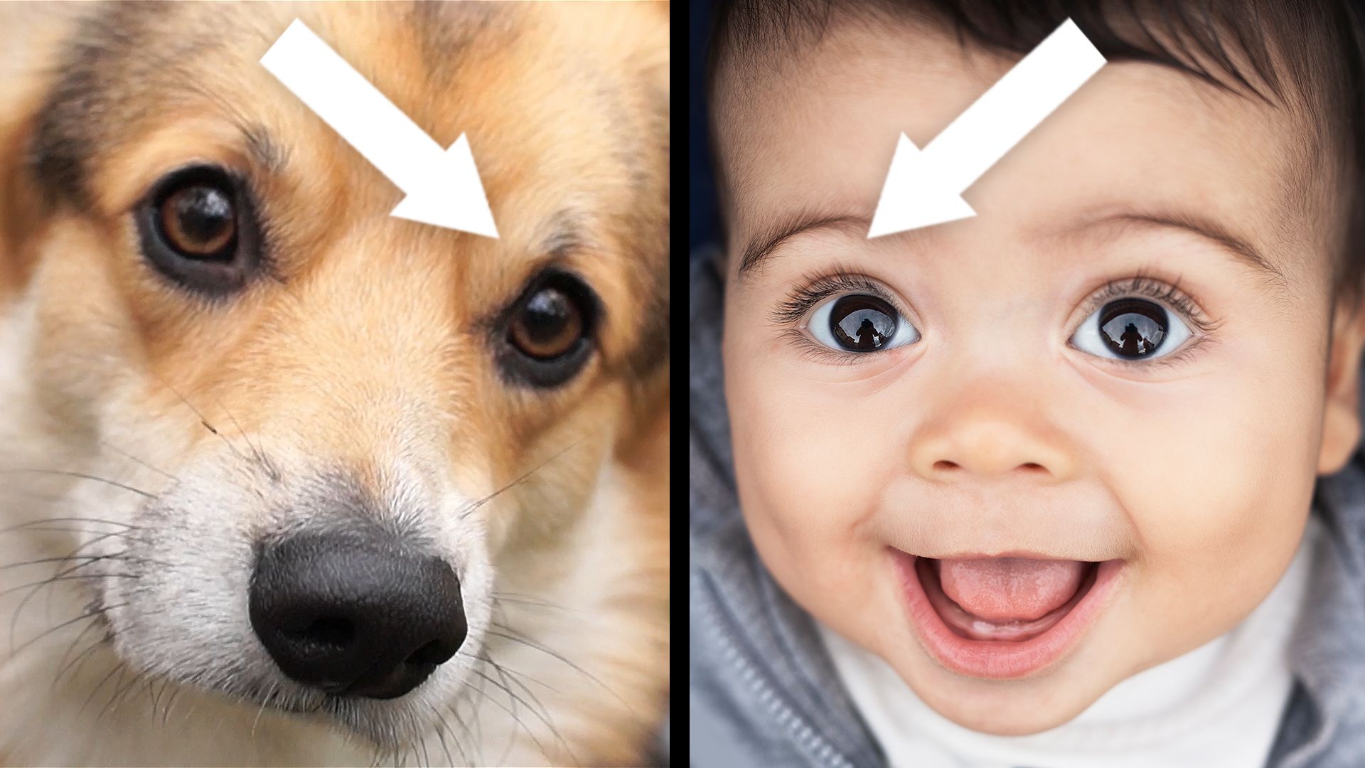How dogs coevolved with humans