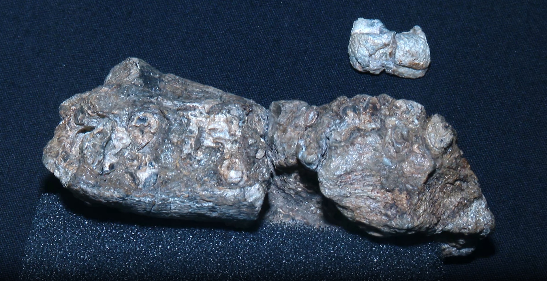 2.6 mn years old hominin species fossil found in Ethiopia's Afar