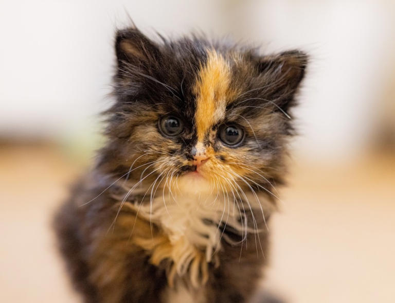 Perfect half black, half orange tortoiseshell kitten has the cutest ...