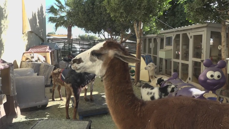 Surprise woman helping give animals a second chance at life