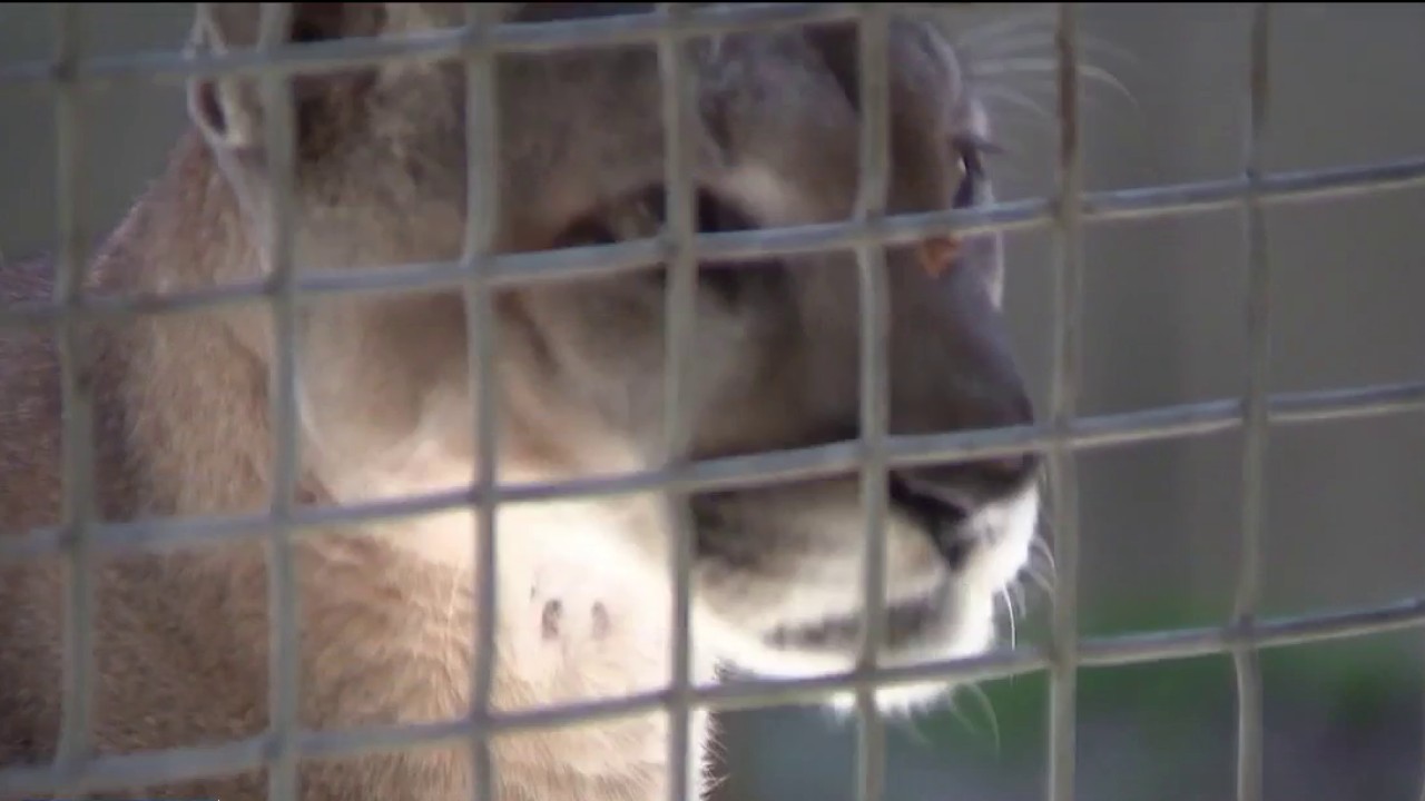 Activists file lawsuit to protect Florida panthers