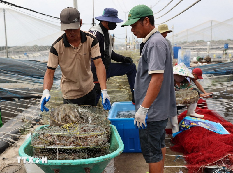 Thành phố Hồ Chí Minh: Giá tôm tăng nhưng sức mua yếu