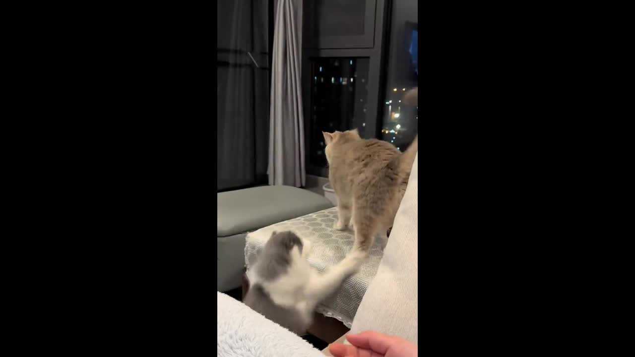 Kitten reacts in surprise as another cat hides under sofa in Fujian, China