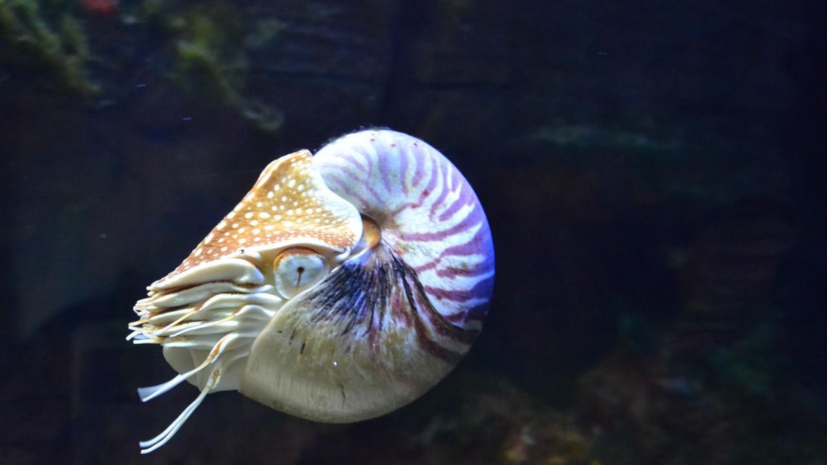 15 myths and facts about having a home aquarium, according to experts