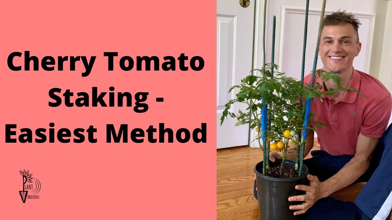 Easy cherry tomato staking for container plants