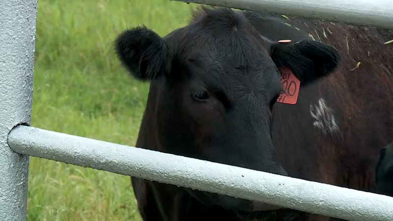 Large animal veterinarian shortage threatens agriculture industry