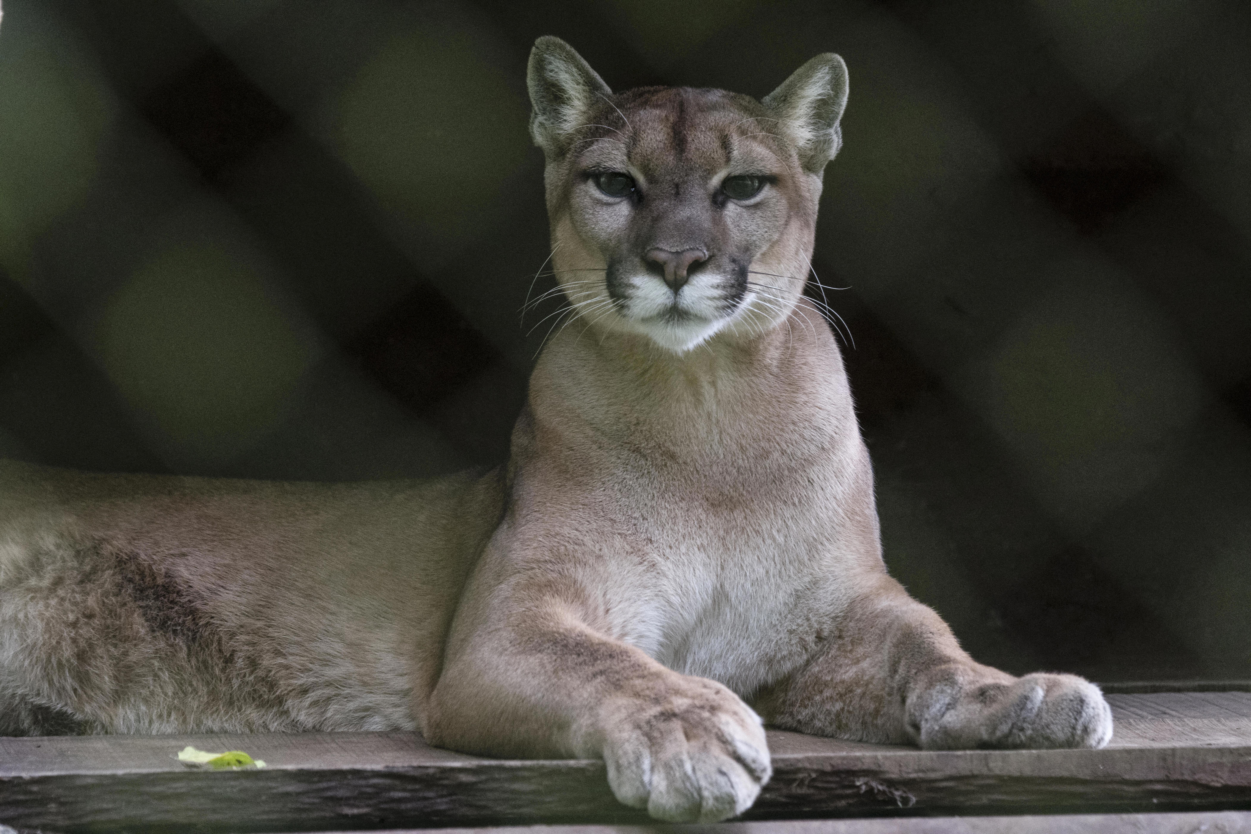 Tests to determine what's ailing the captured Castaic cougar cub