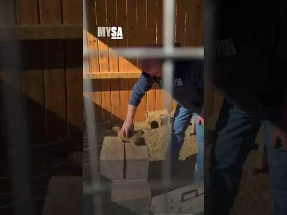 'Pure evil': Viral Texas prairie dog known for bad behavior