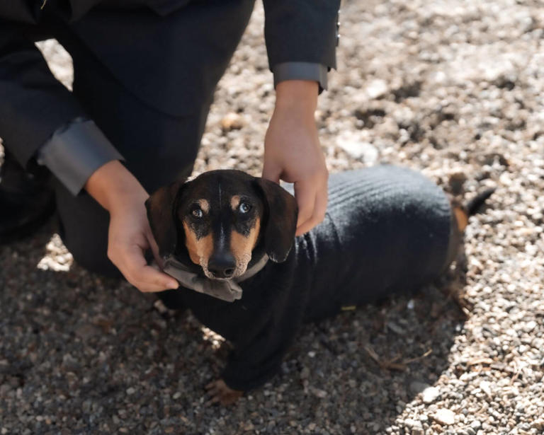 Dogs who helped their parents fall in love steal the spotlight at wedding