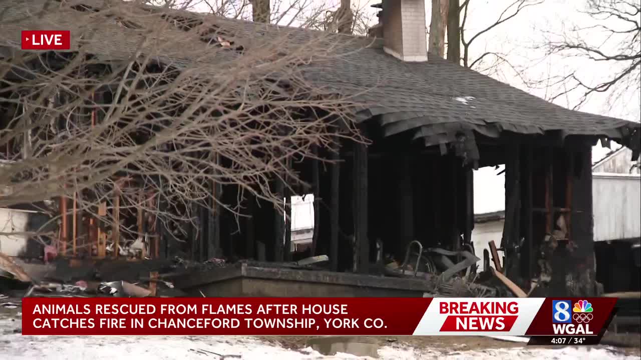 Dogs rescued from burning home