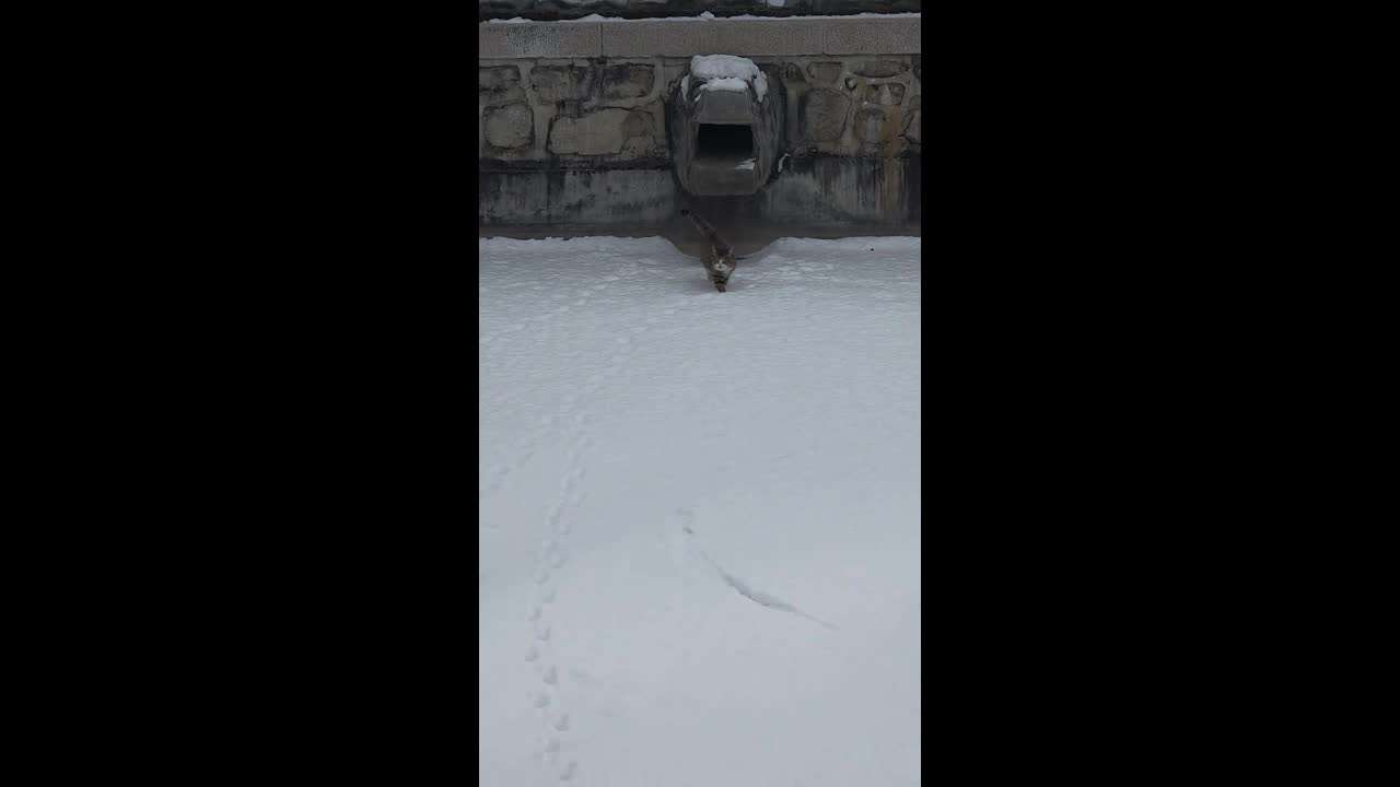 Cat follows footprints in snow in Beijing, China