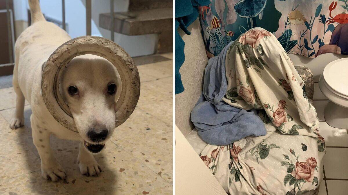 21 photos that show animals at their silliest