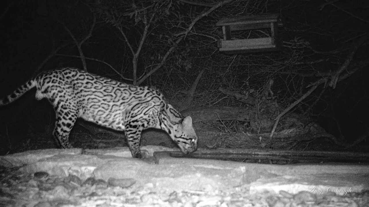Camera captures 'rare' sighting of ocelot at Rio Grande Valley refuge