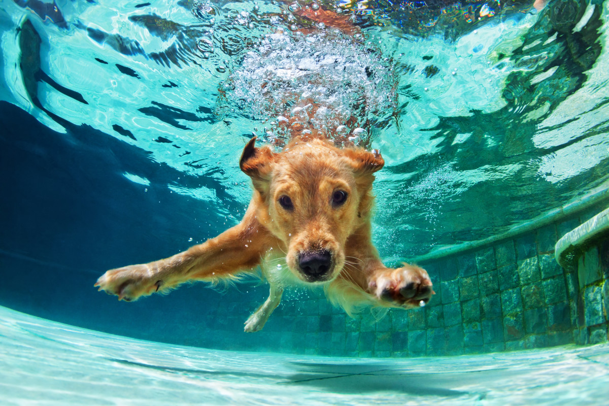 Watch this golden retriever's unhinged pool obsession