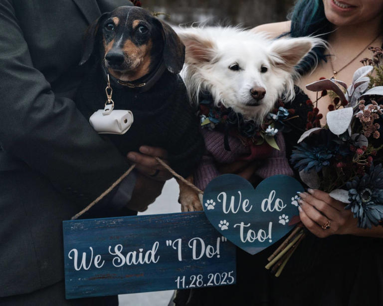Dogs who helped their parents fall in love steal the spotlight at wedding